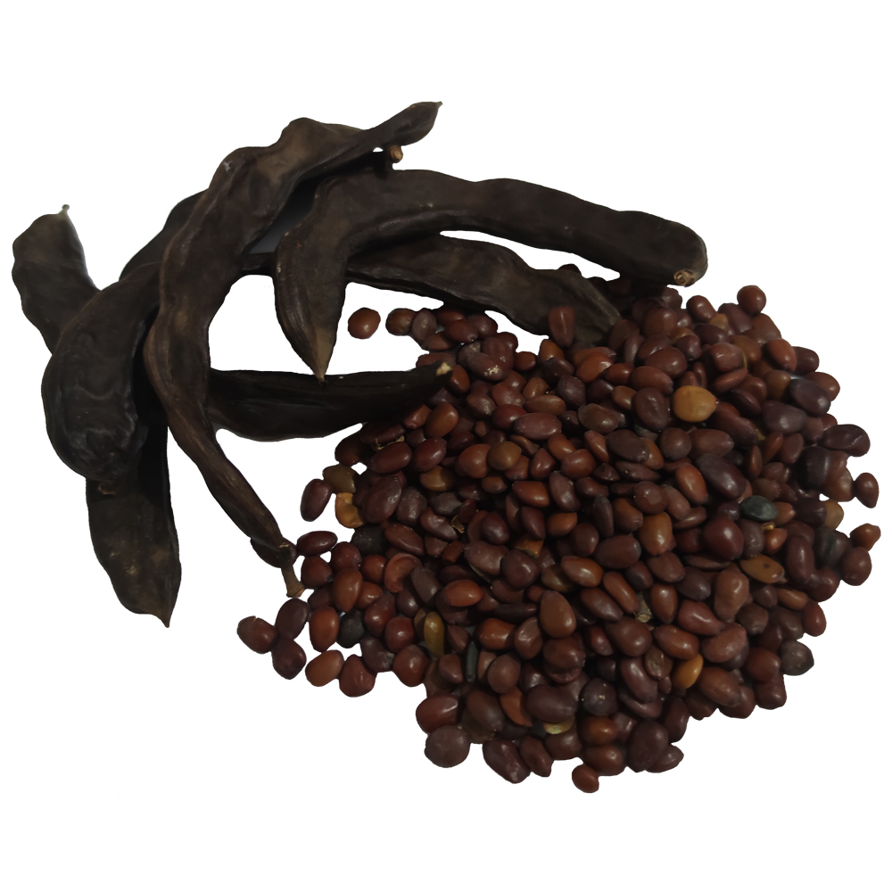 Export – Carob Seeds for LBG Production | Organic Carob Seed