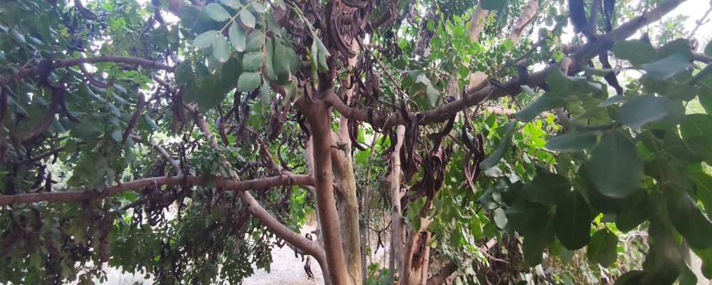 Introduction to Carob Seeds - Short Description | Organic Carob Seed